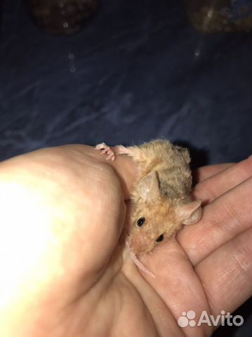 Мышки рекс сатин