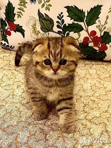 Шотландская