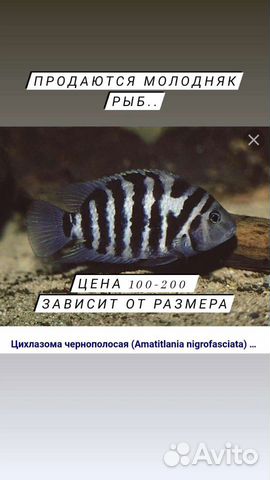 Продаются молодые рыбки, возврат и размеры разные