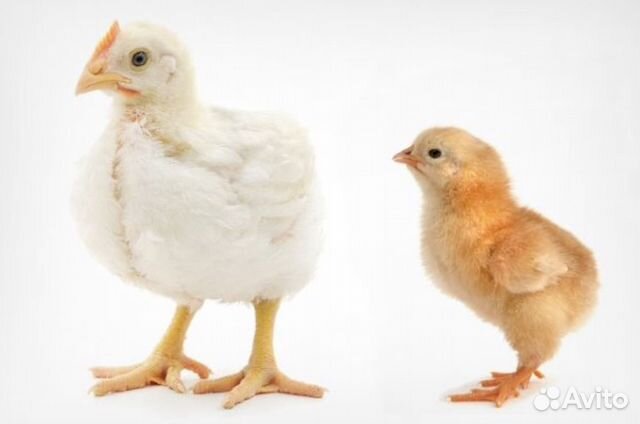 Бройлер Чехия