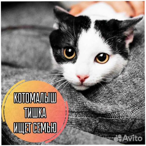 Милый котёнок Тишка в добрые руки