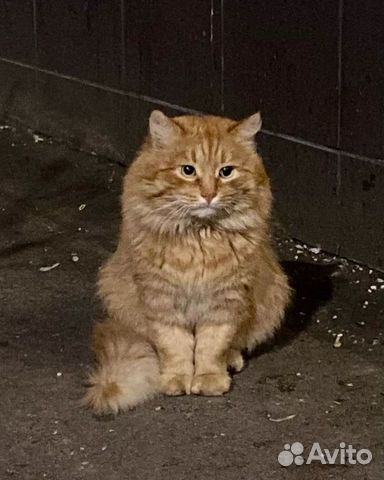 Рыжий кот в добрые руки