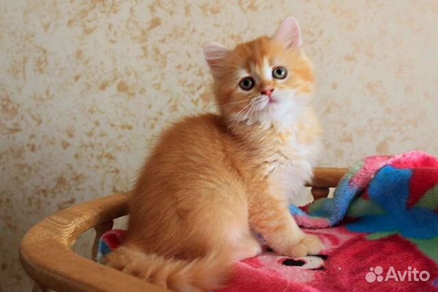 Красный золотистый тикированный котик
