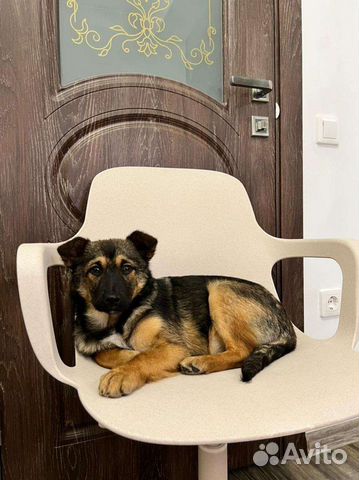 Собаки бесплатно в добрые руки