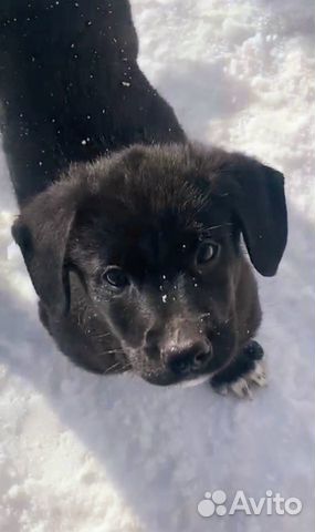 Гном Гномыч ищет дом