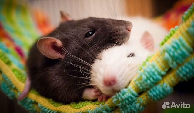 Отдам крыску