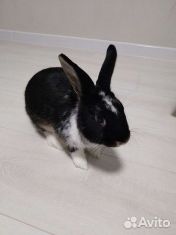 Декоративный кролик