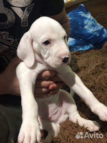 Щенок далматинца, мама малопятнистая