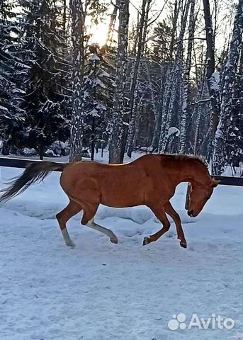 Жеребец на случку