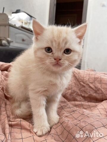 Шотландские котята