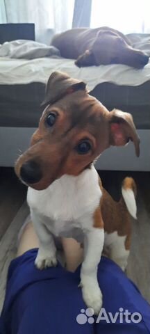 Щенки джек Рассел терьер бесплатно