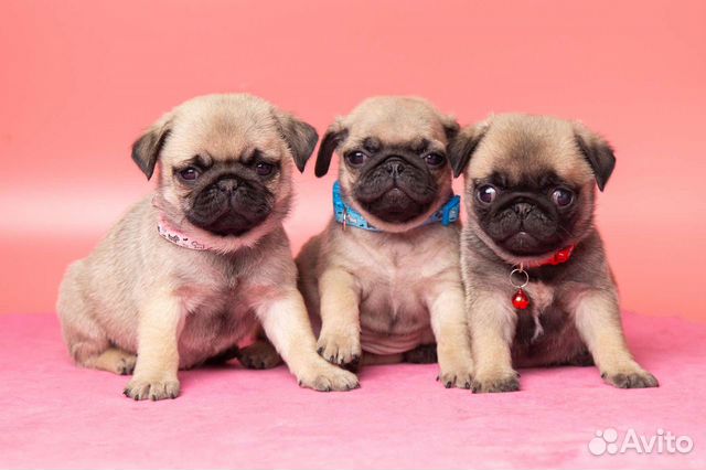 Щенки мопса