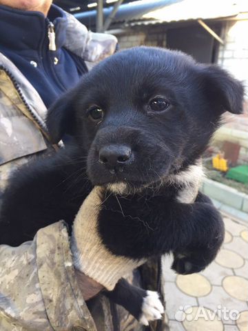 Самоедский шпиц/дворняжка