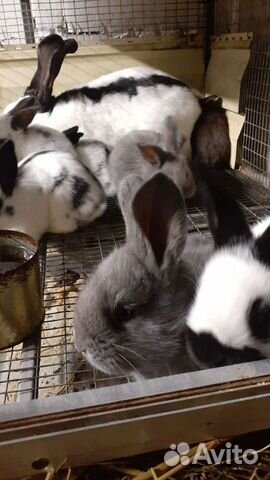 Кролик, гнездо 8 штук строкач и микс