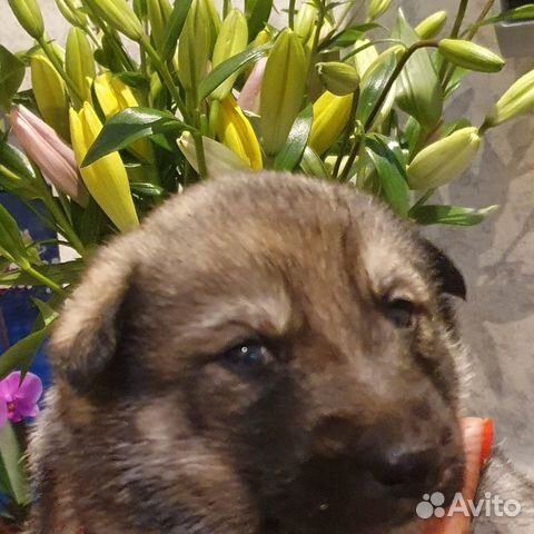 Щенки бесплатно