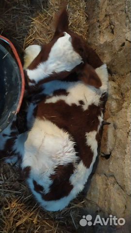Продам бычка рождений 23 февраля искусственного ос