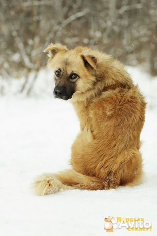 Шикарный Атос метис 1 год ждет своего хозяина