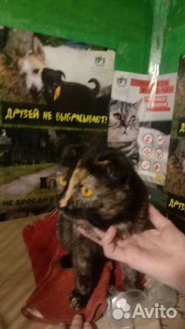Кошка вислоухая 2 года стерилизована
