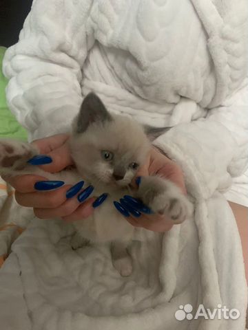 Отдам котят в добрые руки