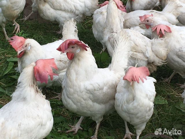 Куры несушки Леггорн