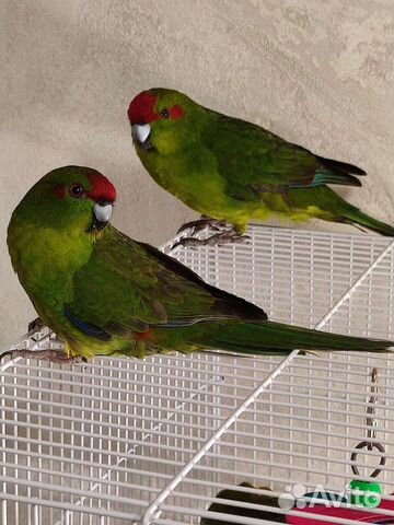Попугаи Какарики (семья)
