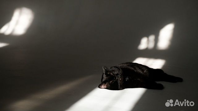 Котик хочет кису