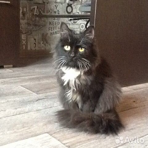 Кошечка Нора (6 месяцев) отдаётся в добрые руки