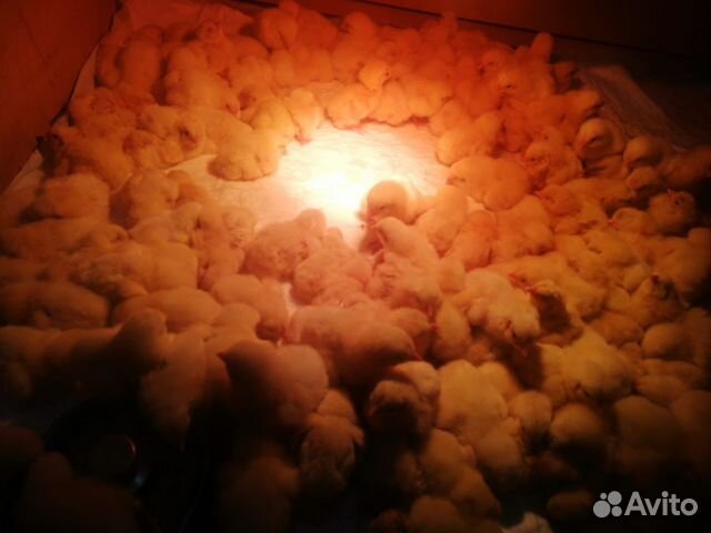 Циплята бройлера росс 308