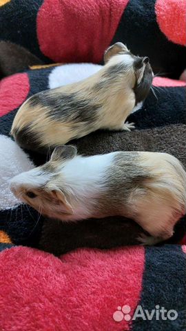 Морские свинки