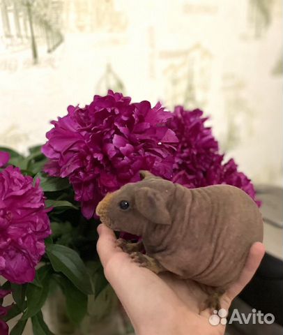 Скинни