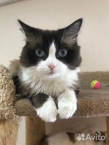 Кот молодой бесплатно