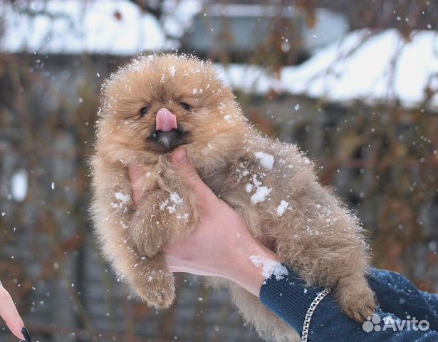 Померанский шпиц девочка