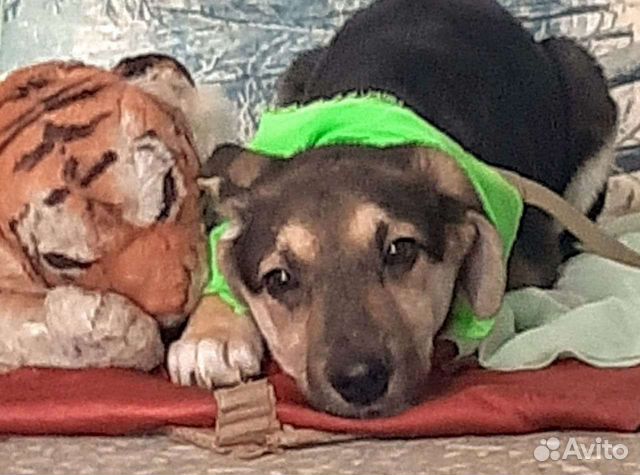 Щенок Чарли всех прощает