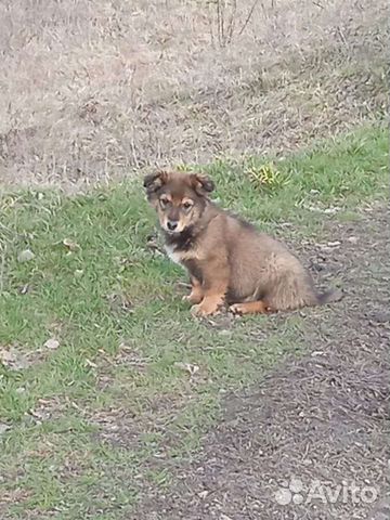 Щеночки бесплатно