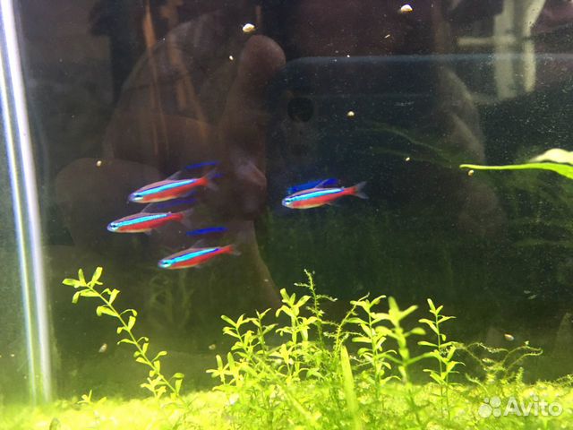 Красный неон, бесплатно