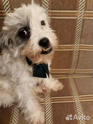 Ищет дом Одуванчик