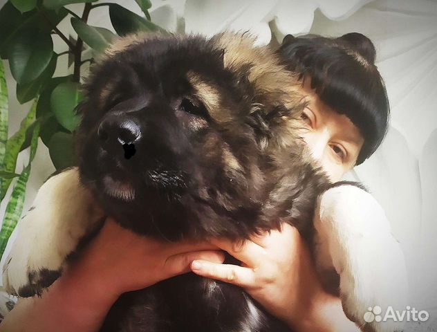 Саманта щенок кавказской овчарки