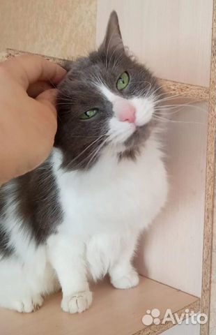 Кошка в добрые руки