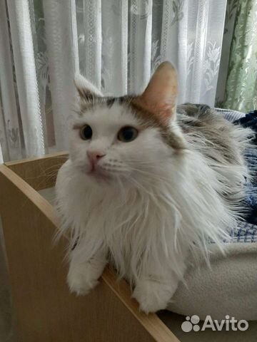 Котик