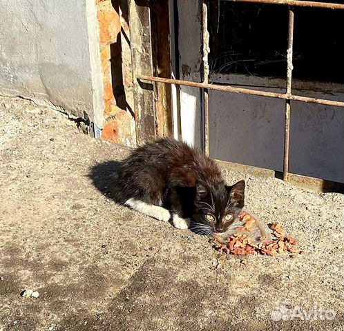 Кошечке Джекки нужен домик