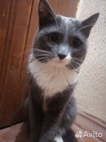 Кот потеряшка