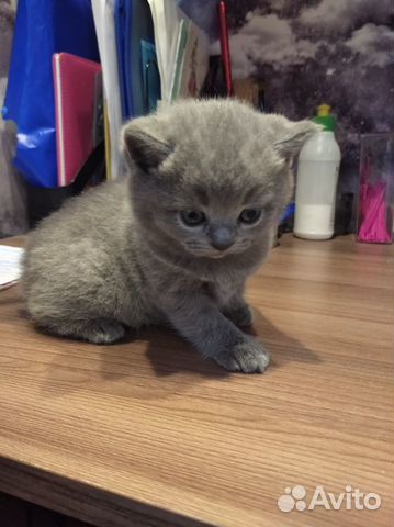 Котята шотландские вислоухие