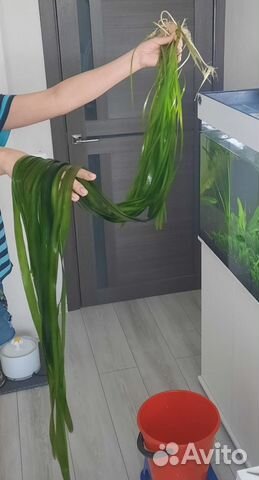 Валлиснерия гигантская