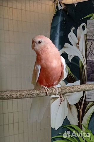 Попугай боурка