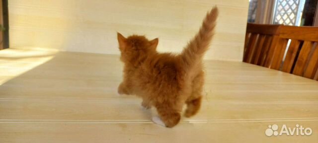 Котёнок рыжий мальчик