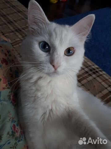 Кошка в дар