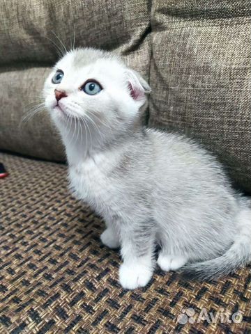 Кошки