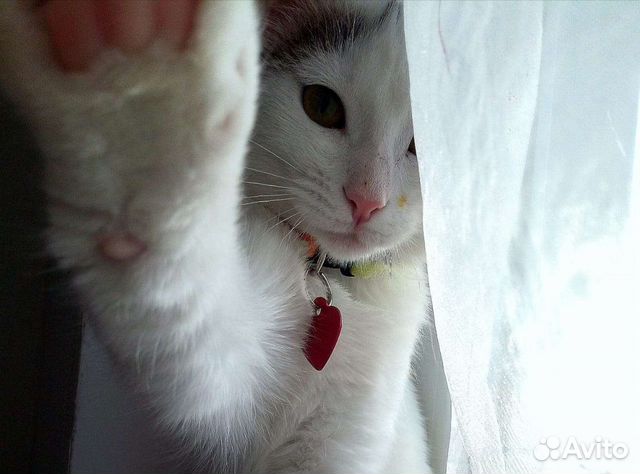 Идеальный котенок-подросток по имени Китти., 8 мес