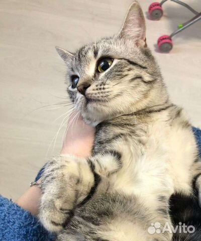 Ласковый котенок девочка 6 месяцев