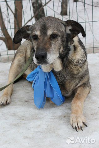 Барс-трепетный нежный друг ищет семью